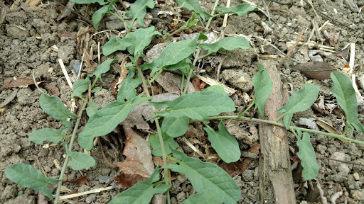 Sacramento Digs Gardening: California’s worst weed strangles everything