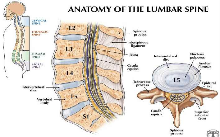 Anatomi dan Fungsi Regio Vertebra Lumbal Pada Kolumna Vertebralis ...