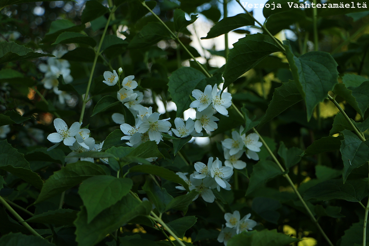 Versoja Vaahteramäeltä : Suloinen pihajasmike