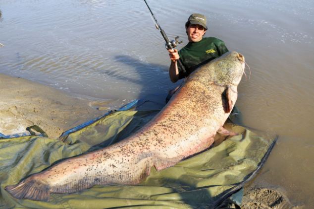 fountain unique: Awesome! Giant Catfish caught weighing 113 kg