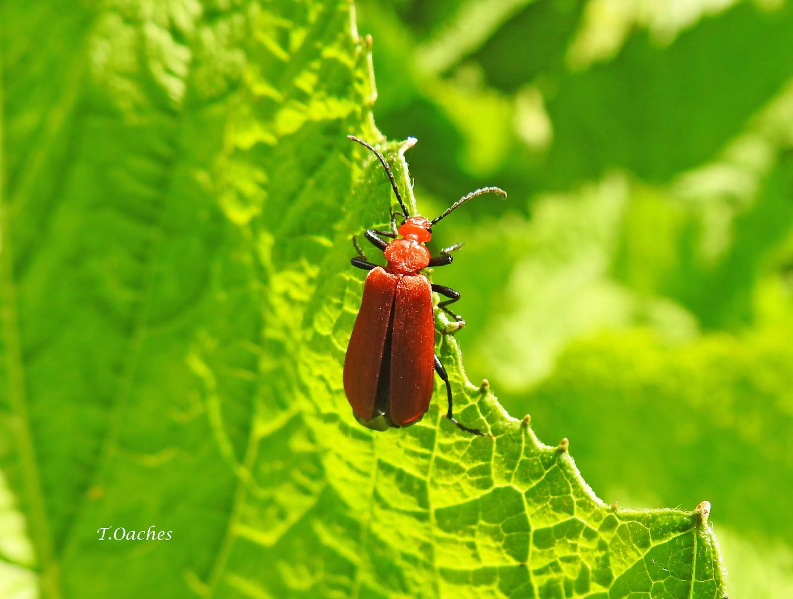 PASARI DIN ROMANIA: INSECTE (1 bis) - continuare