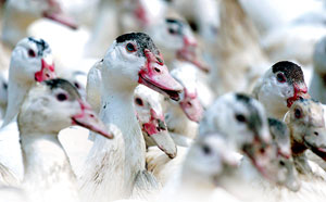 Mahat Terhebat Farm: Penternakan Itik Muscovy / Itik Nila / Itik Serati