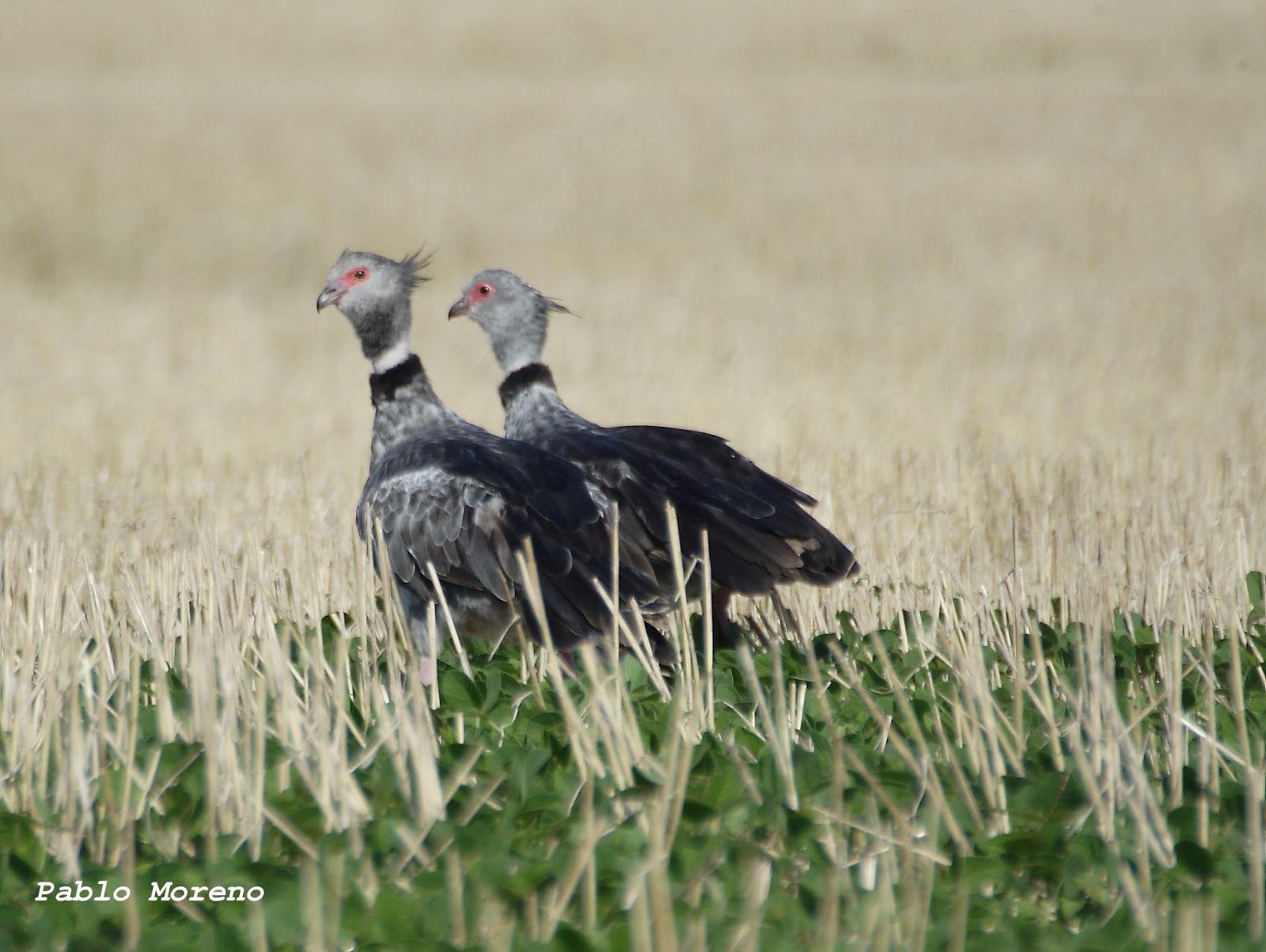Aves de Mendoza: Chaja(Chauna torquata)
