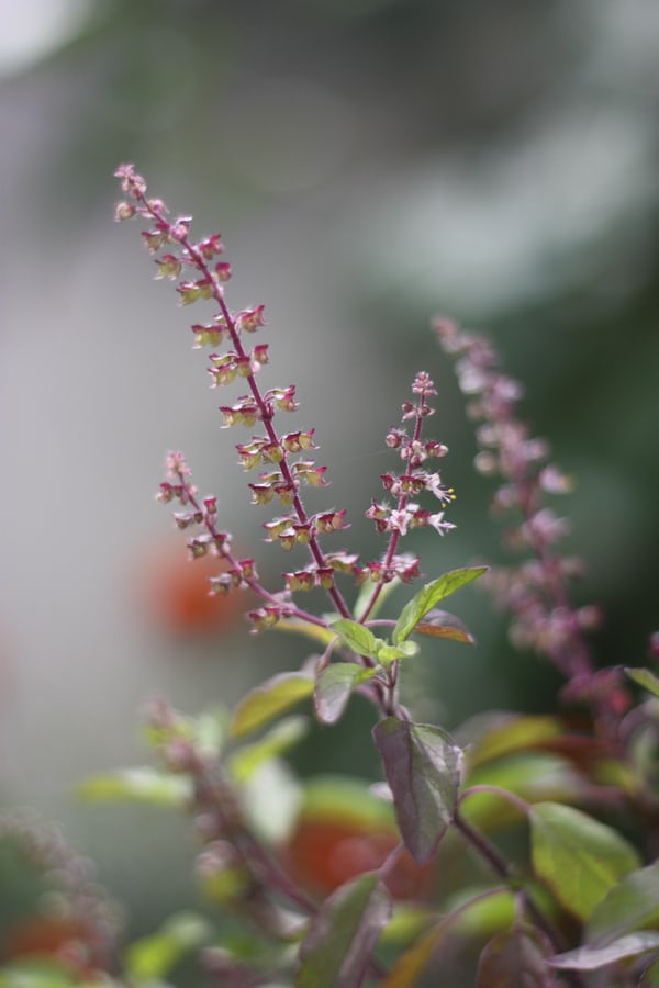 Benefits of Tulasi/Tulsi - NATURE SCIENTIST