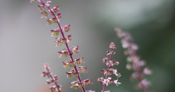 Benefits of Tulasi/Tulsi - NATURE SCIENTIST
