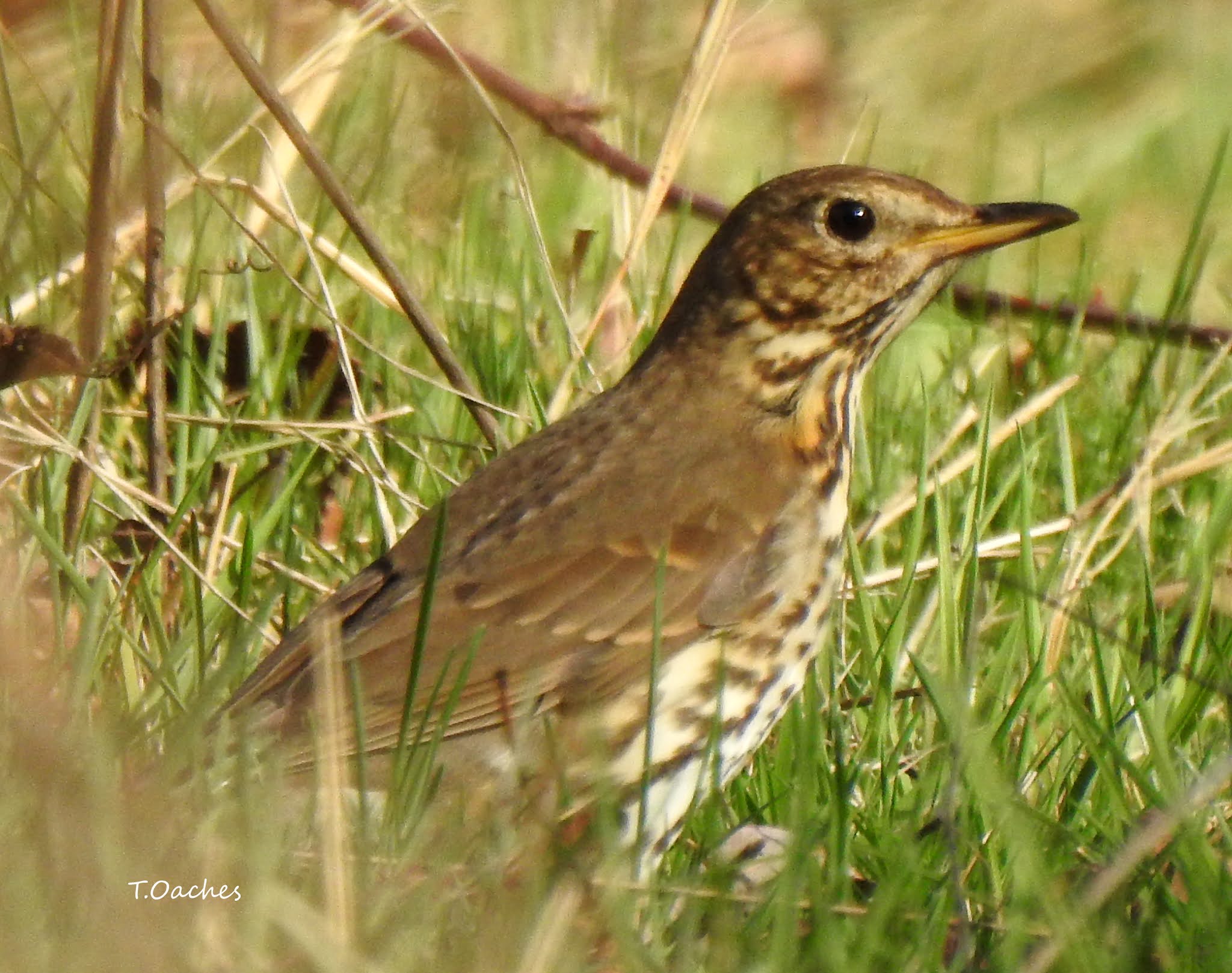 PASARI DIN ROMANIA: STURZ CANTATOR, Turdus philomelos