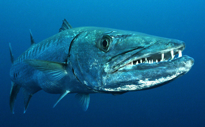 IKAN BARAKUDA ~ MERAHMATA FISHING