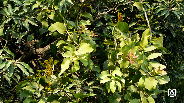 ANGIOSPERMIC PARASITES