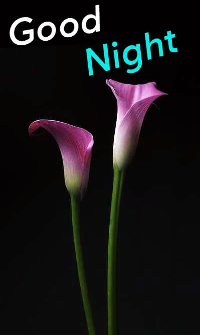 Good Night Pictures