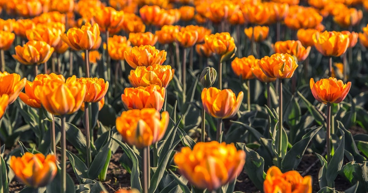 Semper Augustus, Keukenhof, Sieradzan - co wiesz o florystyce?