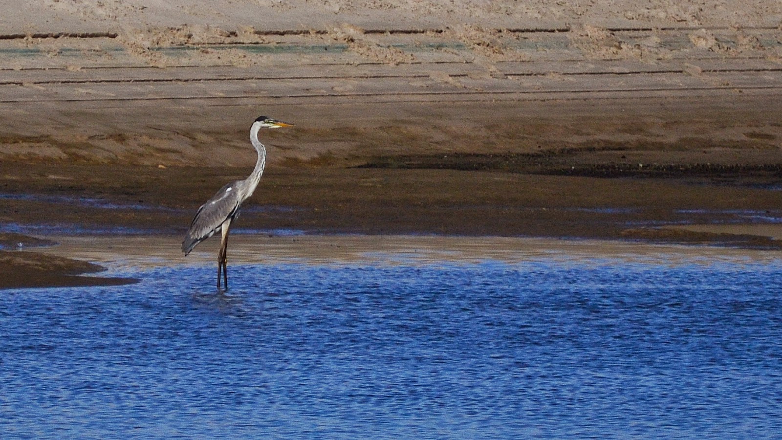 Aves de La Floresta: Garza Mora