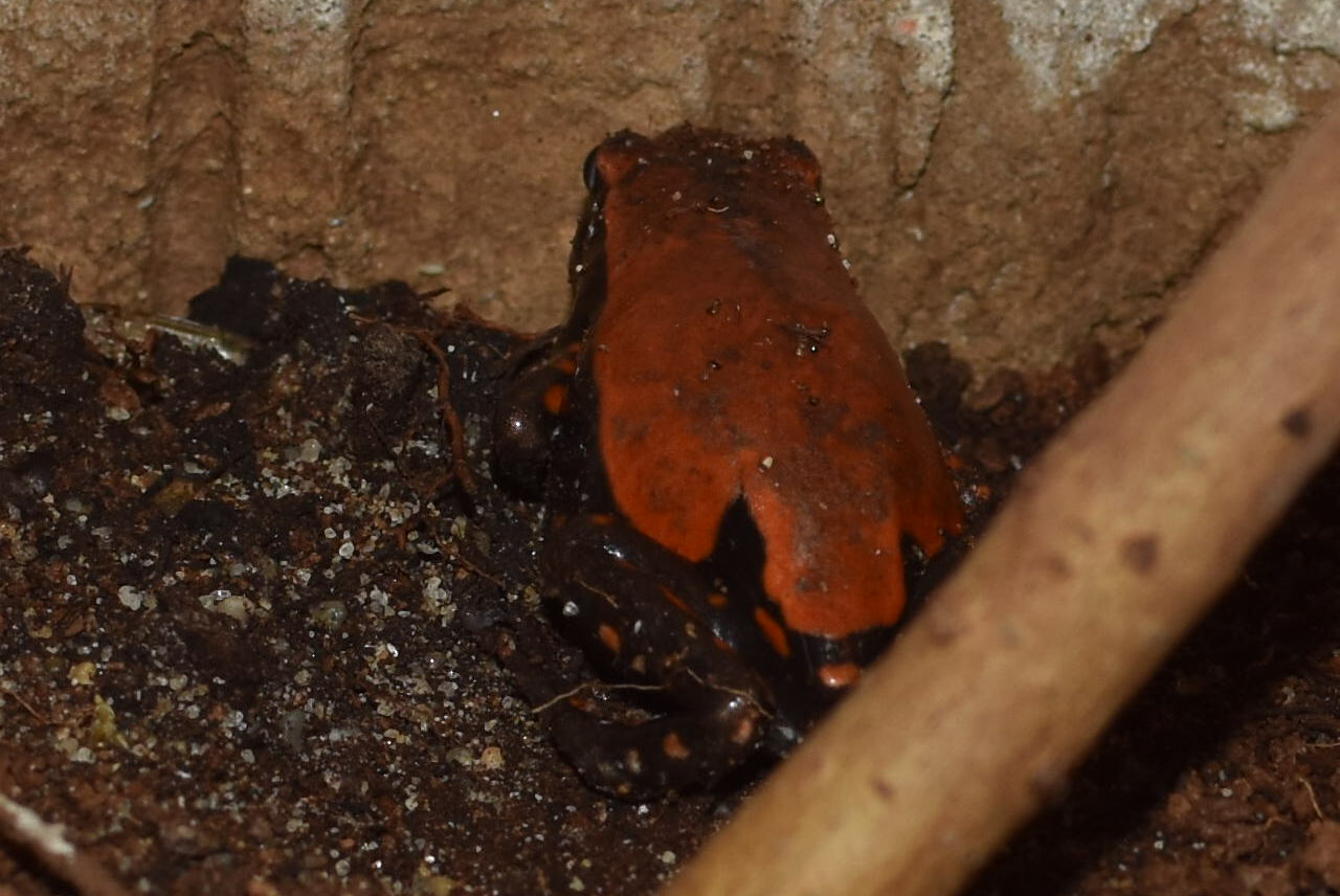 ZOOTOGRAFIANDO (6.100 ANIMALS): RANA DE GOMA ROJA / RED RUBBER FROG ...