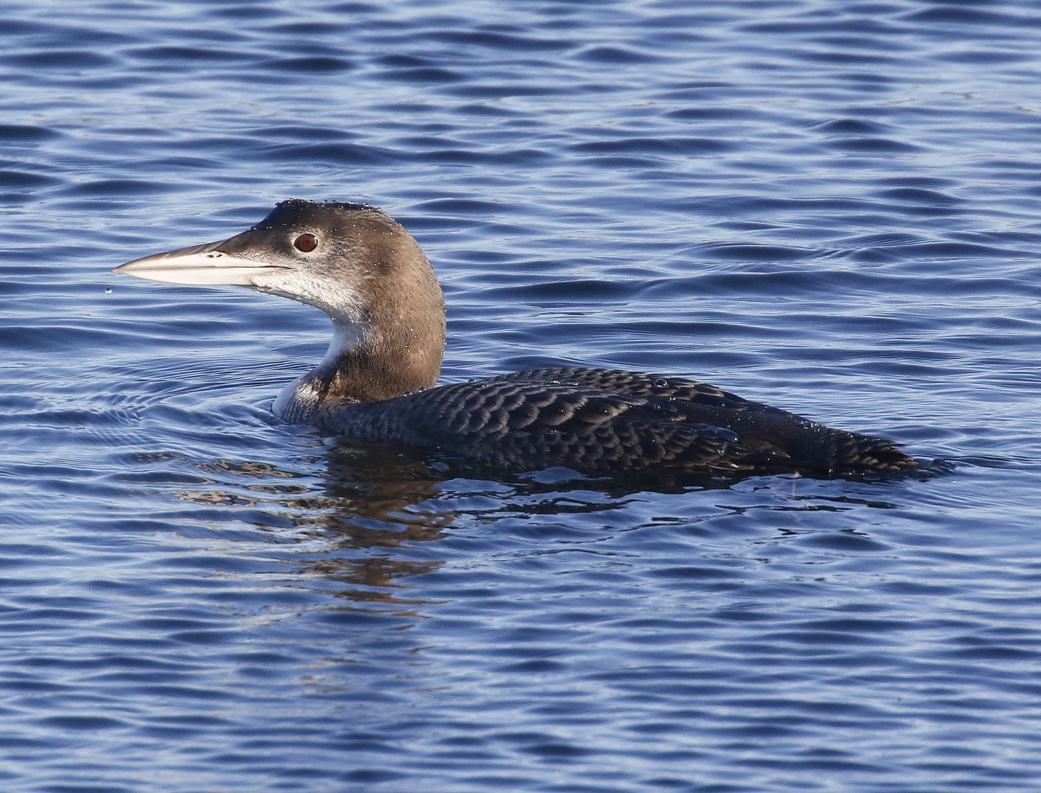 Black Audi Birding: More on the Great Northern Diver at Farmoor 23rd ...