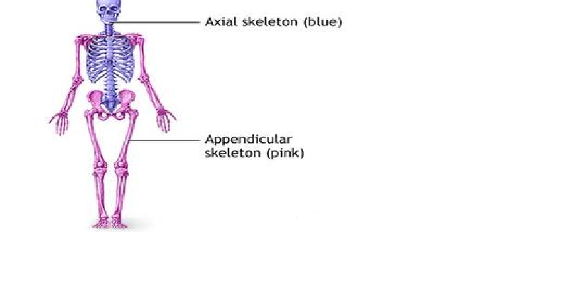 Skeletal System Parts & Function With Diagram | Biology Blog