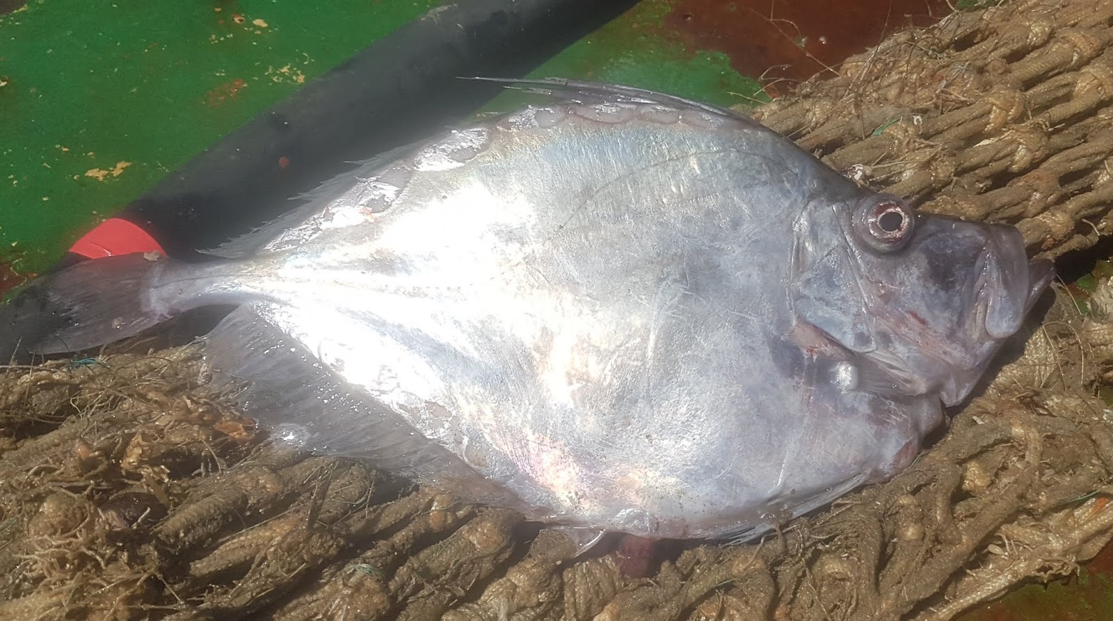 El Mar Argentino Maffeis Oscar: Peces y mamiferos.