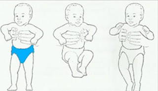 LOS REFLEJOS | articulos etapas de desarollo