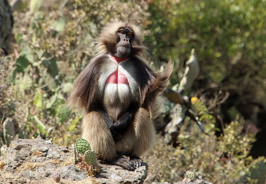 Best of Ethiopia Tours: Guassa - Menz Trekking # Ethiopia