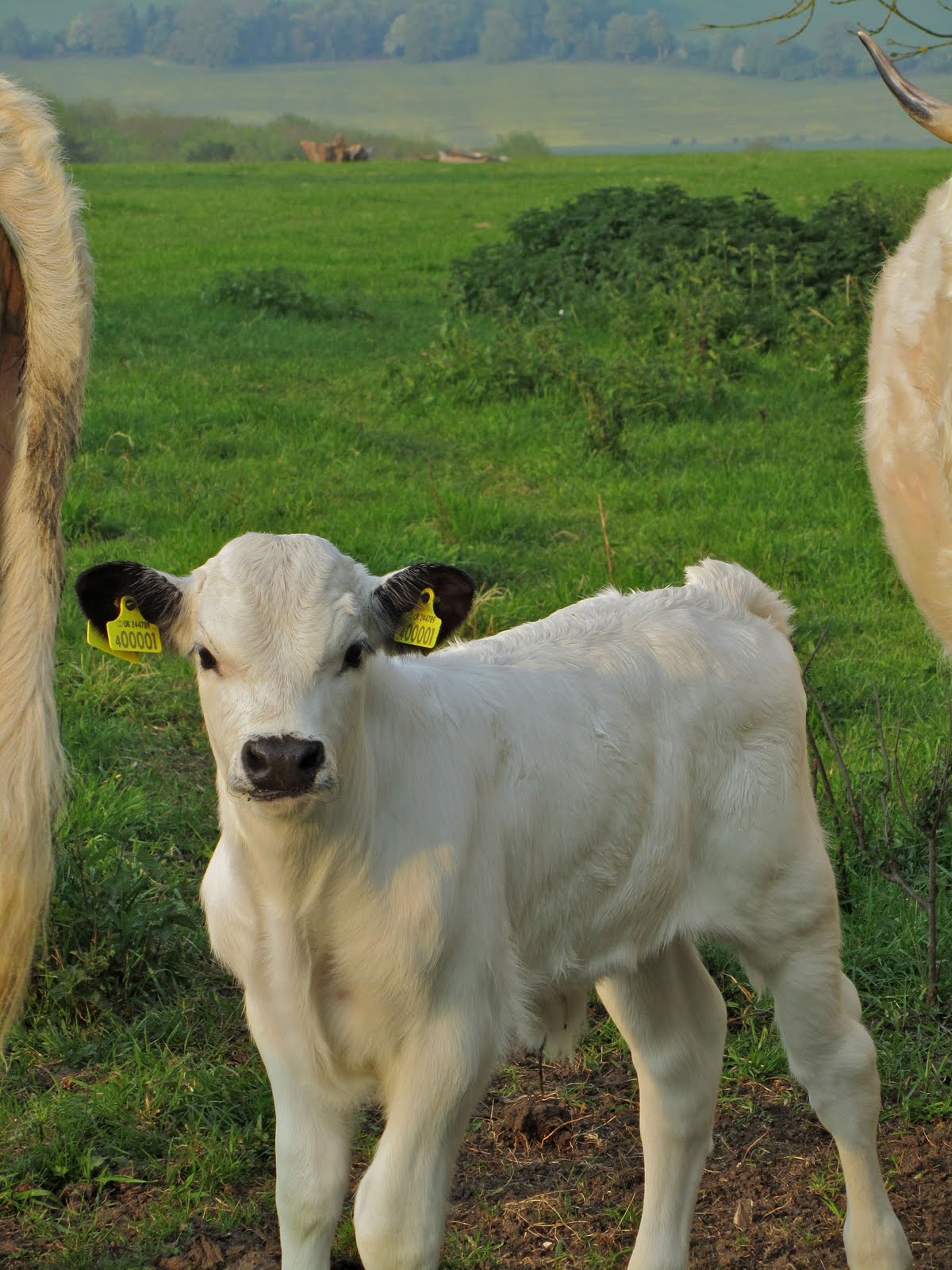 Marine and Natural History Wildlife Blog: Spring has Sprung