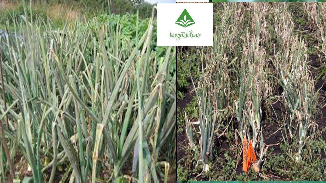 Kangetakilimo: KILIMO BORA CHA VITUNGUU SWAUMU NA KANGETA KILIMO