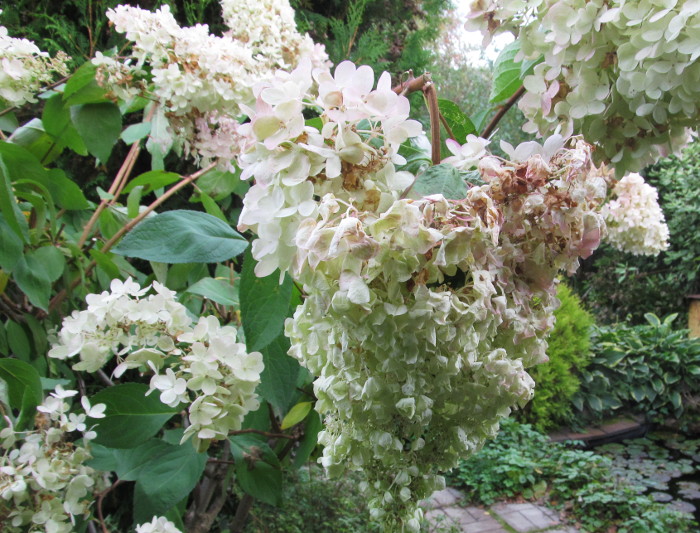 Nadezda's Home and Garden: Гортензия в октябре