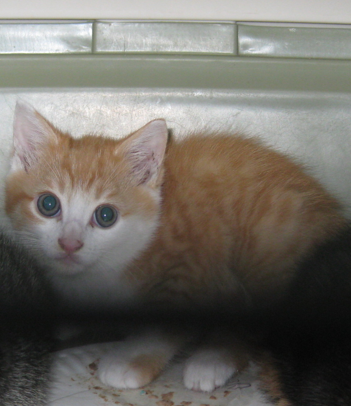 PetsFurRescue: Friends of the Randolph Animal Pound need you to save a ...