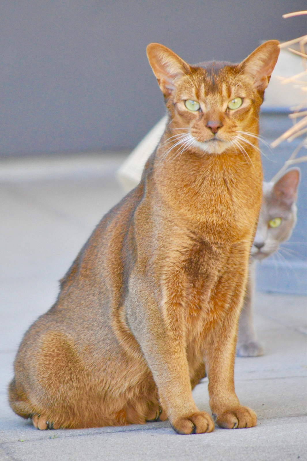My abyssinian cat and the hidden oriental playmate - Cat Images Free