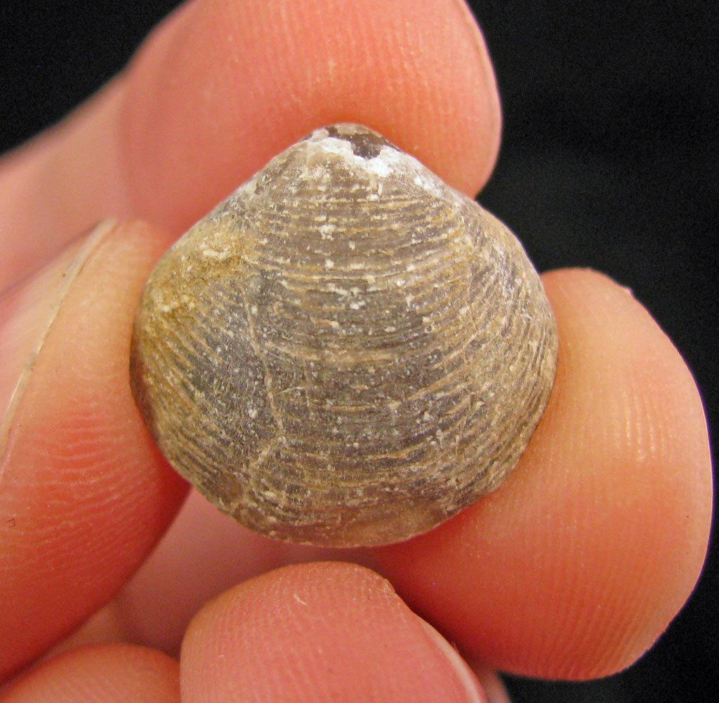 Views of the Mahantango: Athyris concentrica brachiopod from Eifel, Germany