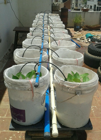Chennai Hydroponics: The Bato Bucket (also known as the Dutch Bucket)