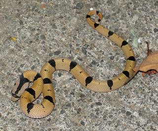 A Birder in The Philippines: Snakes of The Philippines