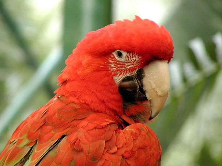 HD Animals: red parrot bird