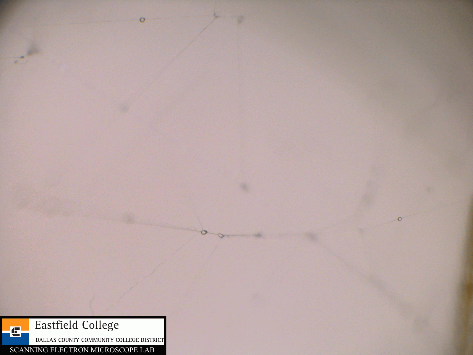 Scanning Electron Microscope Blog: Itsy Bitsy (Cobweb) Spiders - Thank ...