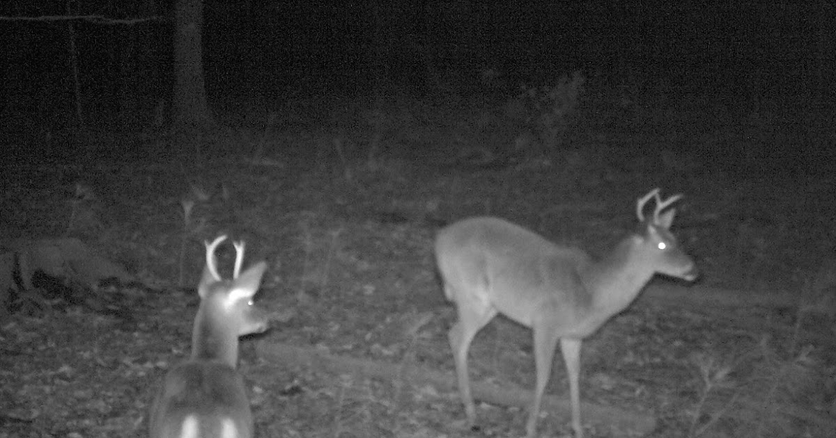 Lowcountry outdoors: 2019 Deer Lottery Hunts - Applications Update