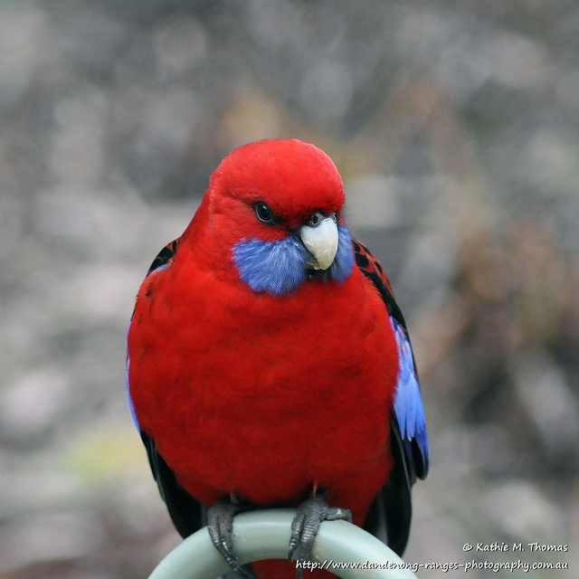 Crimson Rosella birds | discover-wd