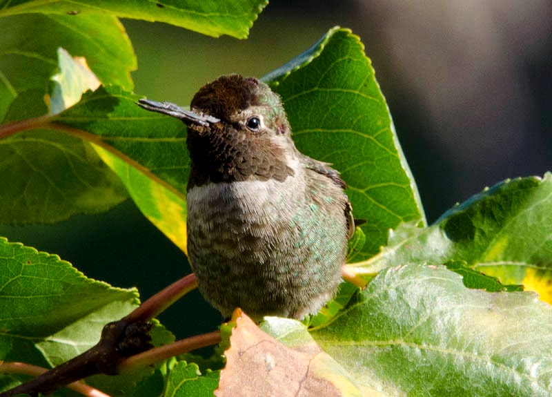 The Wayward Hawaiian: Anna's Hummingbird