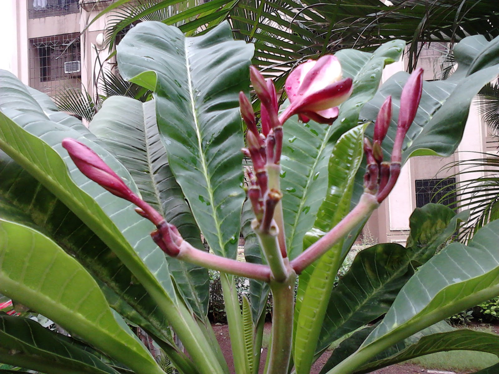 Garden Care Simplified: Red Champa Frangipani Flowering Plant Care and ...