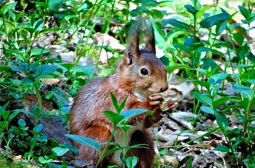 Geração Verde Portugal: Esquilos Vermelhos em Portugal ? Sim, eles ...