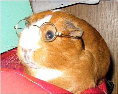 HAMSTERS FOREVER!!!!: enero 2015