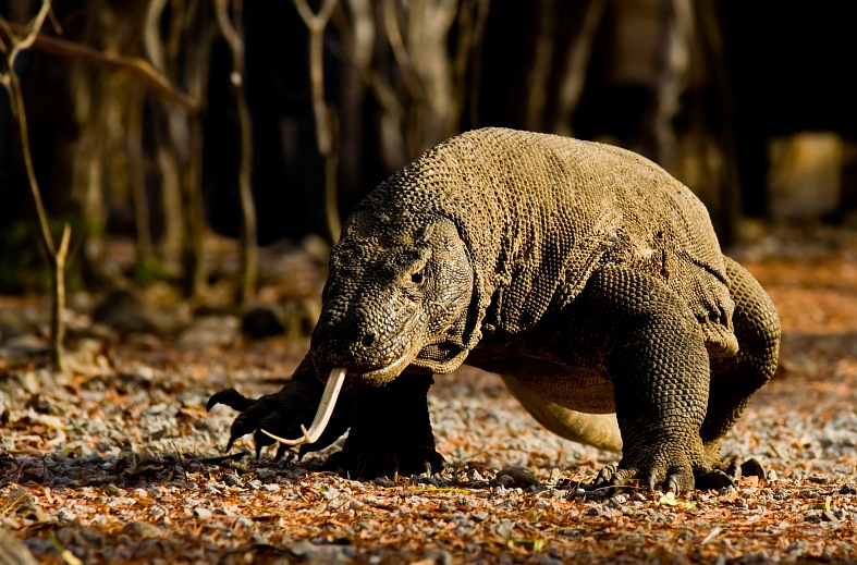 Monster Bego: Sejarah Pulau Komodo di Kepulauan Nusa Tenggara, Indonesia