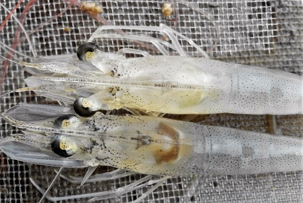 The Challenge of Shrimp Diseases