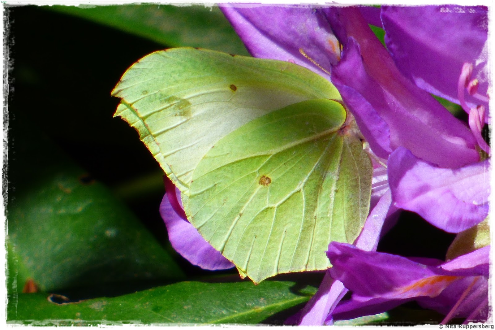 Kaalvoet in Engeland: Skone Skoenlappers