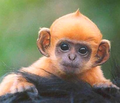 Funny Pictures Gallery: Cute baby monkeys, cute baby monkey, cute baby ...