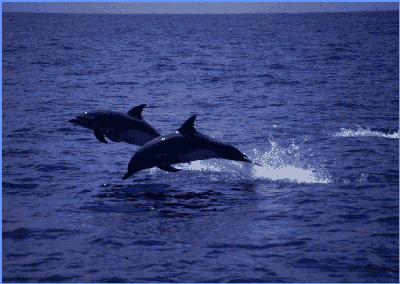 TUTUNUI-WANANGA: "MAN AND DOLPHIN" A Look at Dr. John Lilly's Project ...