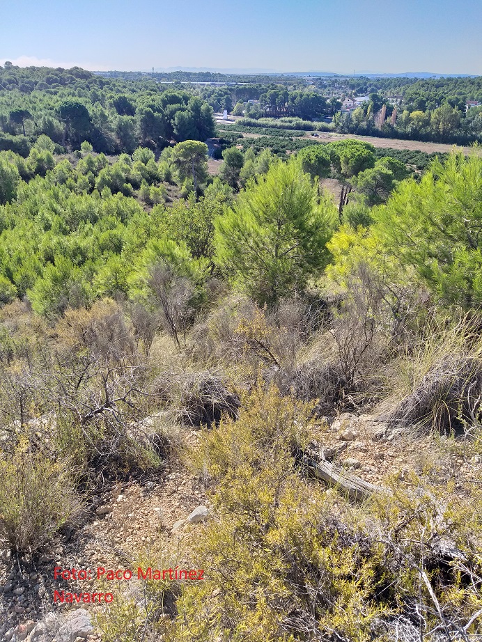 Apuntes de Paterna: La Lloma de L´Espart.
