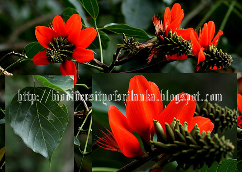 Biodiversity of Sri Lanka: එරමුඳු/එරබඳු[Eramudu/Erabadu]/December tree/Malayan Dadap (Erythrina ...