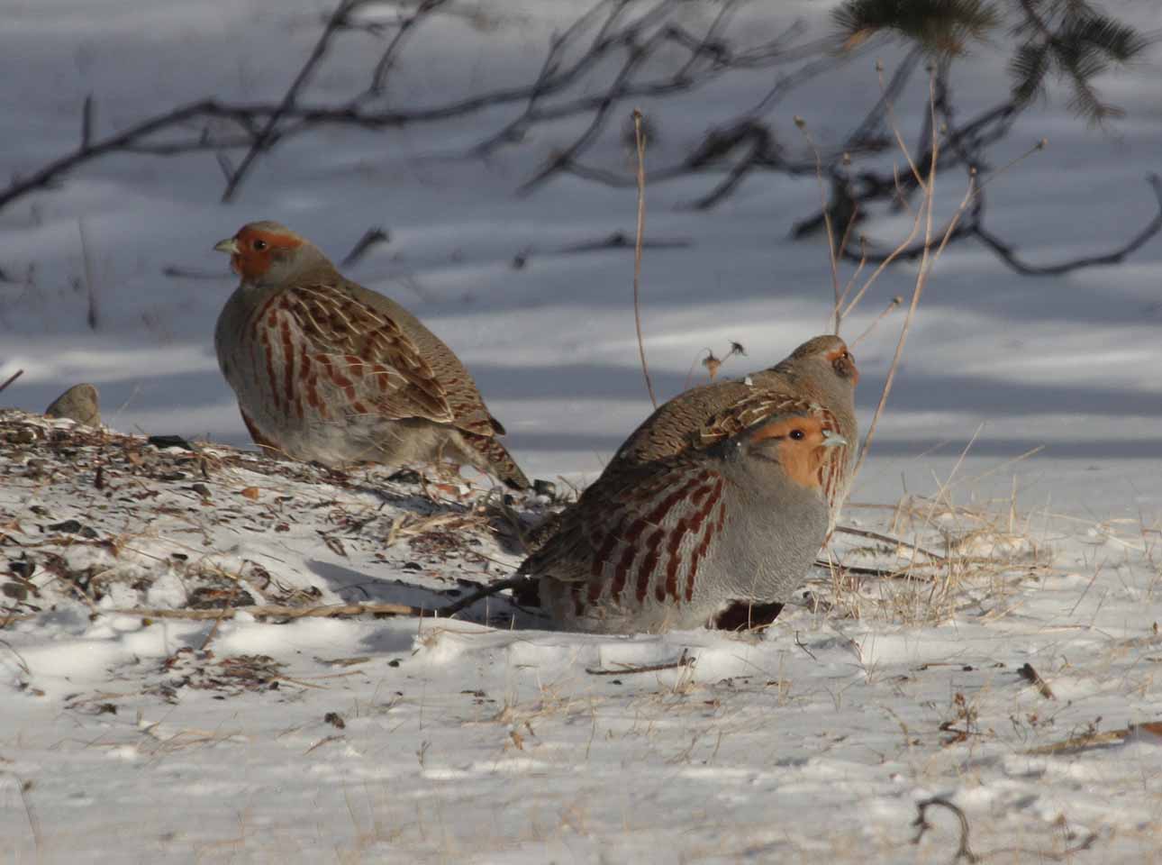 Les oiseaux de la région de La Pocatière, Québec: Cinq Perdrix grises…