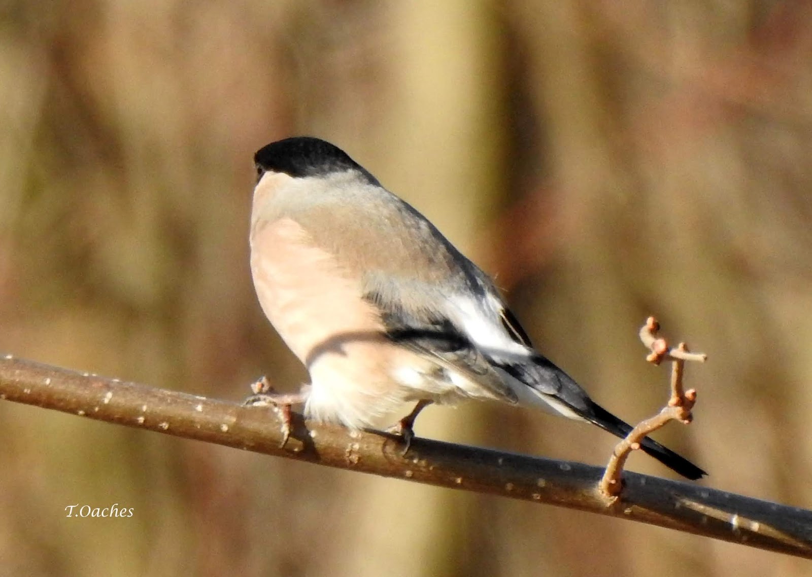 PASARI DIN ROMANIA: MUGURAR (1), Pyrrhula pyrrhula