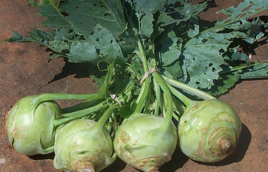 Kohlrabi - Fruits And Vegetables