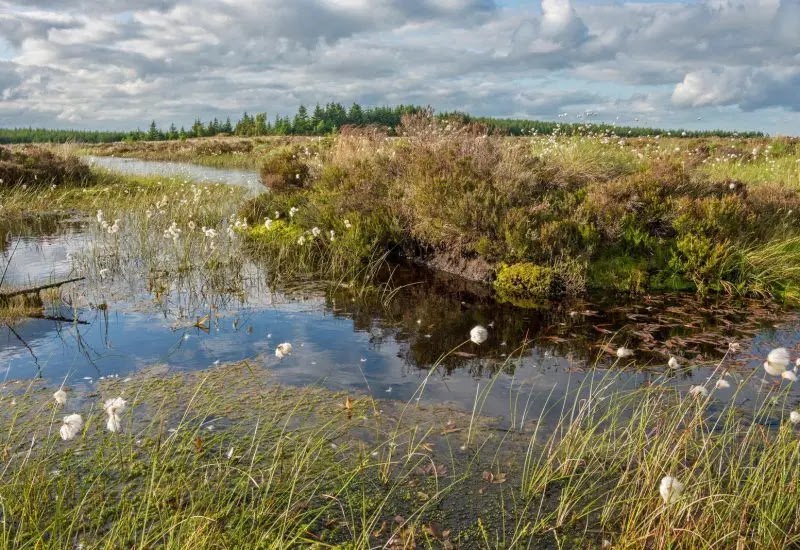 Bruce Charlton's Notions: Sogmire, Quagmire, Bogmire; and Epidermafrost ...