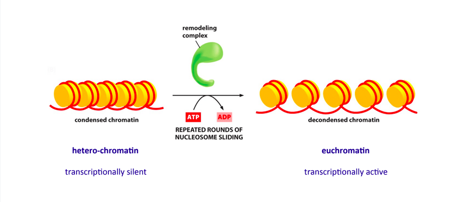 About Molecular Biology : DNA'nın Nükleus İçerisindeki Organizasyonu ...