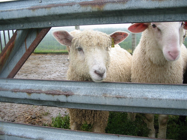 Knee Deep in Sheep: Soggy Sheep